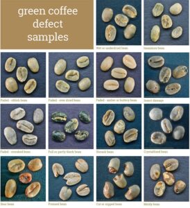 Green Coffee Defects: Complete Guide with Examples and SCA Table ...